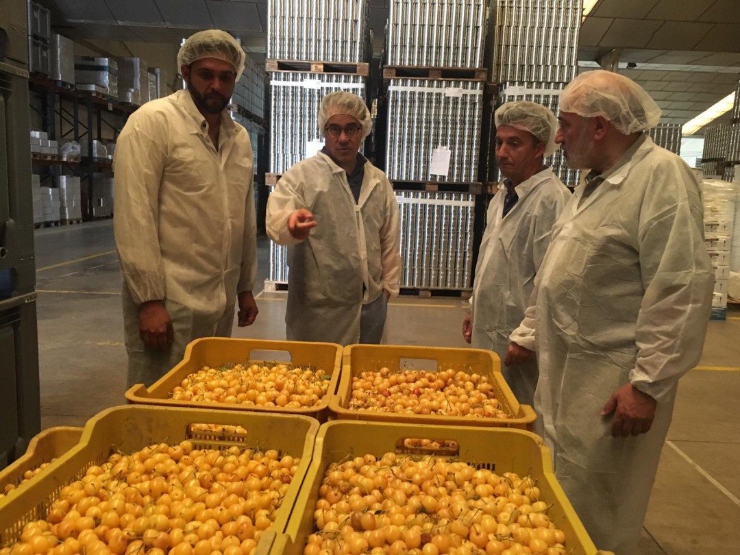 conservas lazaya producirá 2,5 millones de kilos de cereza este año